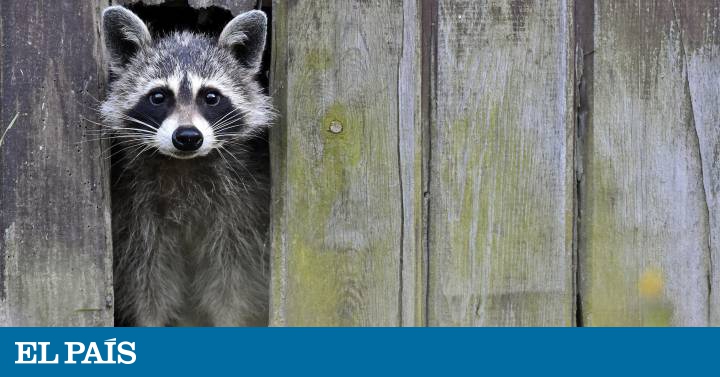 El mapache: listo, simpático y muy depredador | Madrid | EL PAÍS