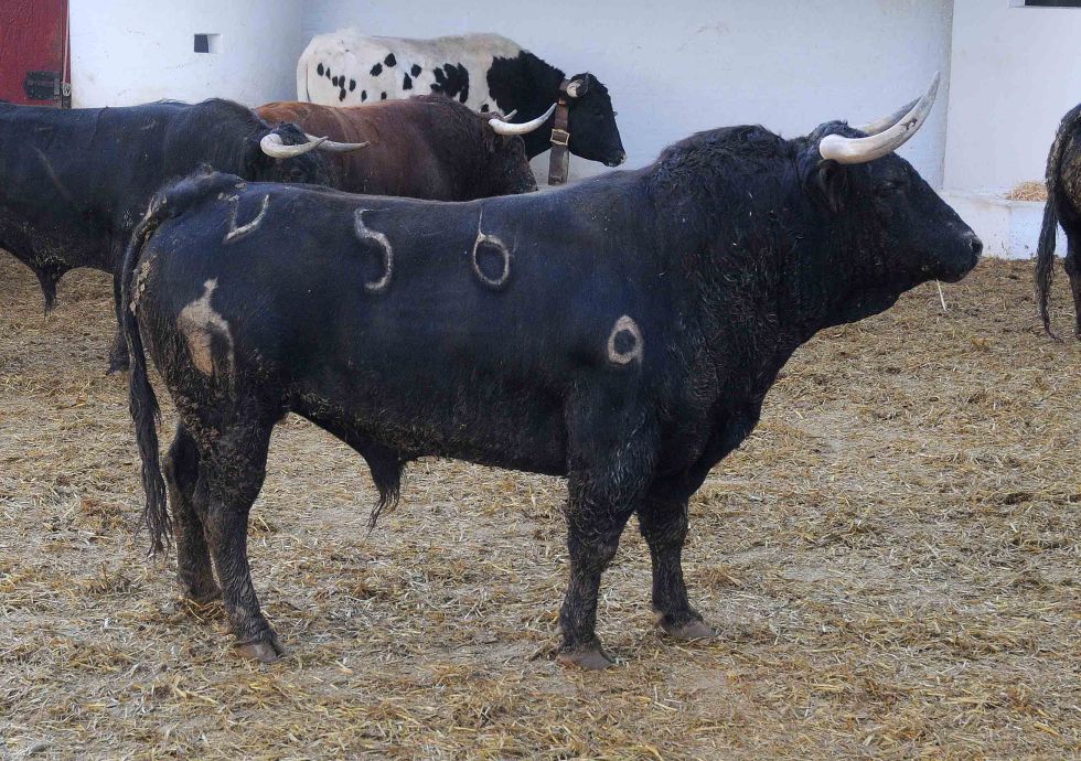 Fotos: Fuente Ymbro cierra el ciclo torista | Cultura | EL PAÍS