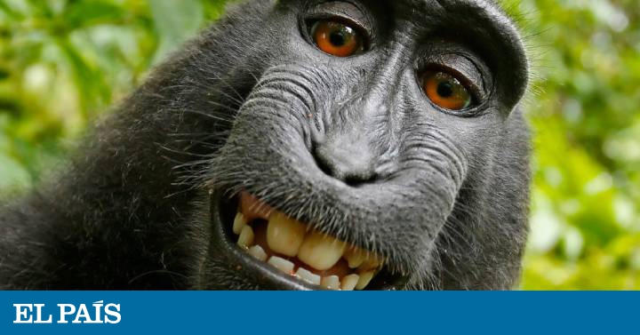 El macaco saca provecho de su ‘selfie’ | Cultura | EL PAÍS