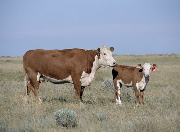 Una vaca de raza hereford | Edición impresa | EL PAÍS