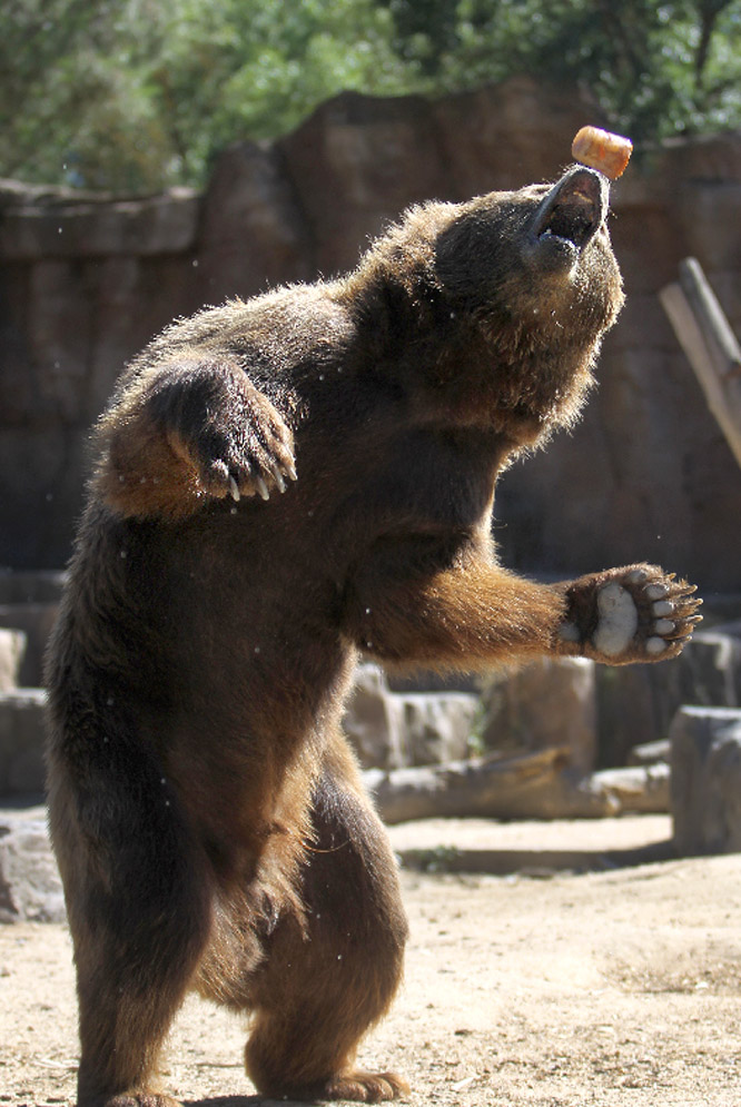 Un oso pardo comiendo un sorbete. | Edición impresa | EL PAÍS