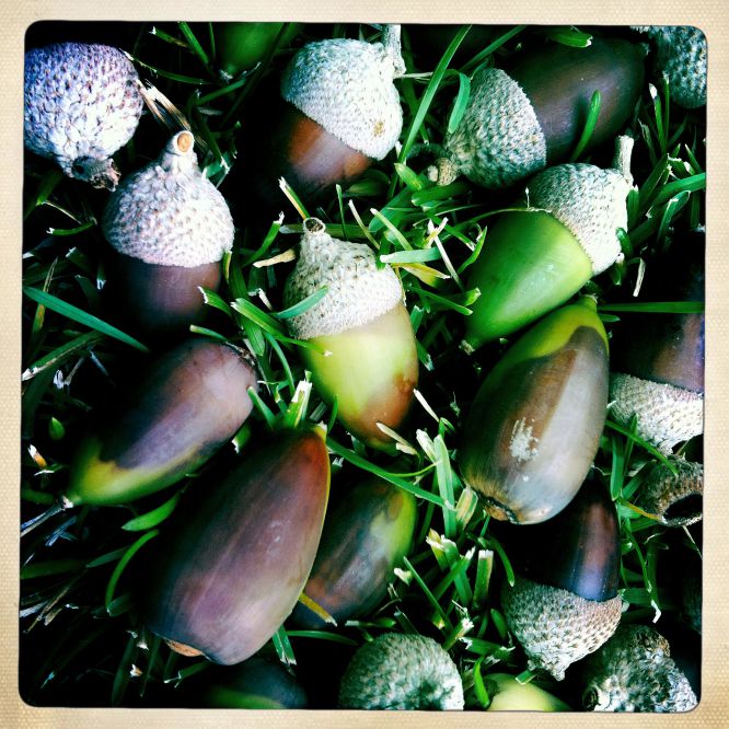 Fotos: Retrato de un jardín en otoño | Fotografía | EL PAÍS