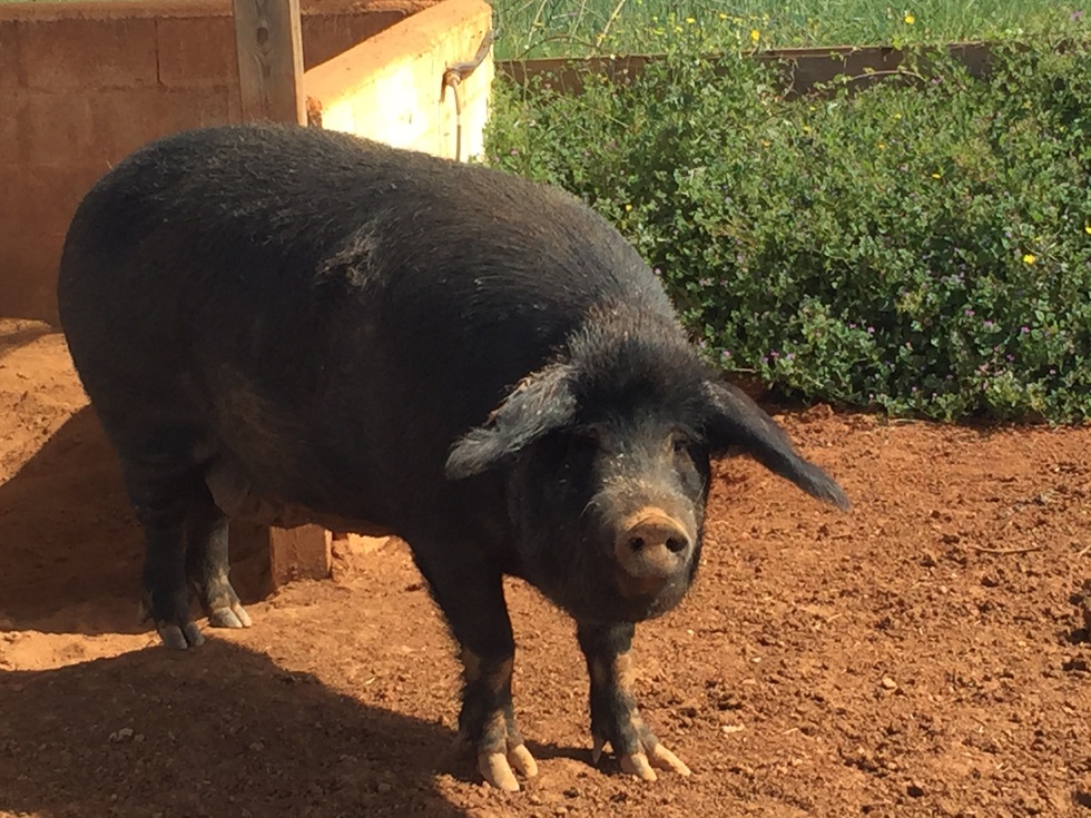 Historia de un cerdo: el “porc negre” ibicenco | Blog Gastronotas de ...