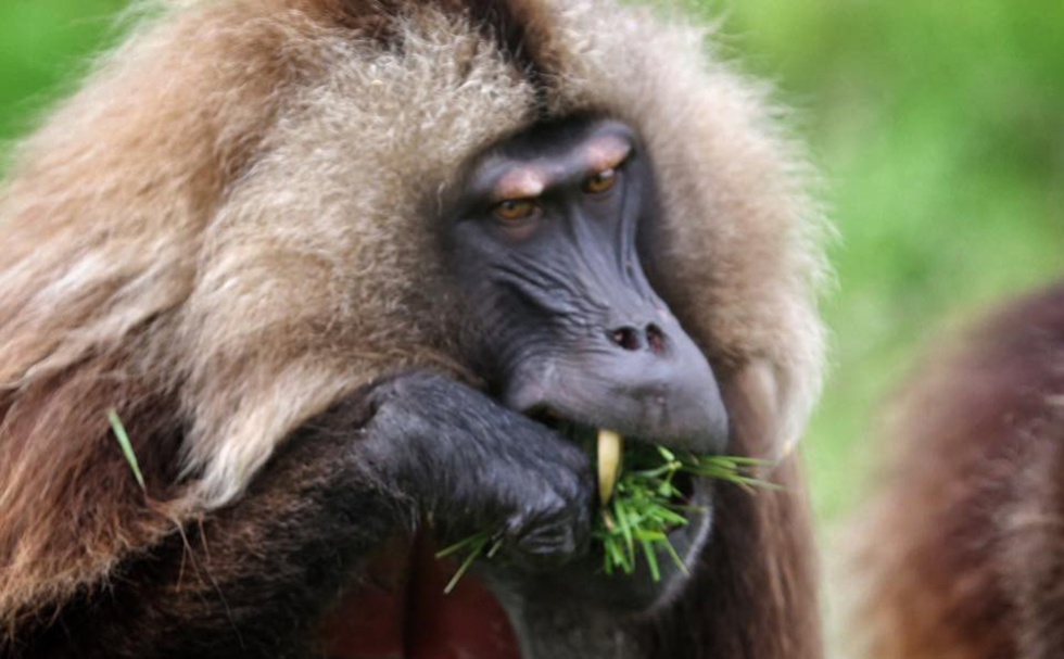 Fotos: El hogar de los gelada | EL PAÍS Semanal