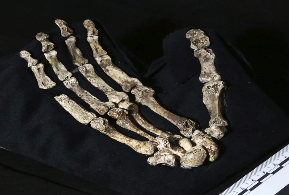 Fotos: El ‘Homo naledi’, descubierto en Sudáfrica | Ciencia | EL PAÍS