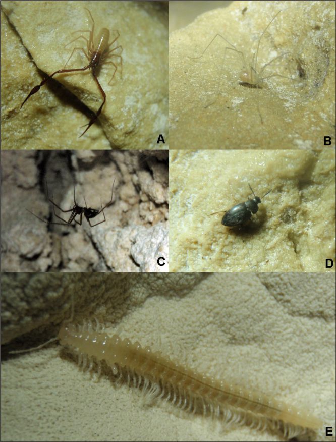 Fotos: espeleología: Hallazgos subterráneos | Actualidad | EL PAÍS