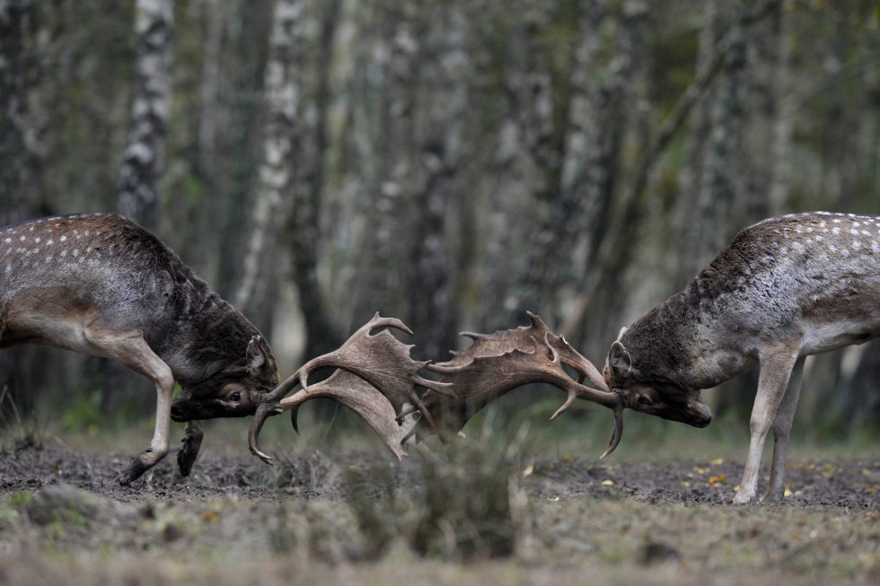 Fotos: Las imágenes del día, 23/10/2015 | Actualidad | EL PAÍS