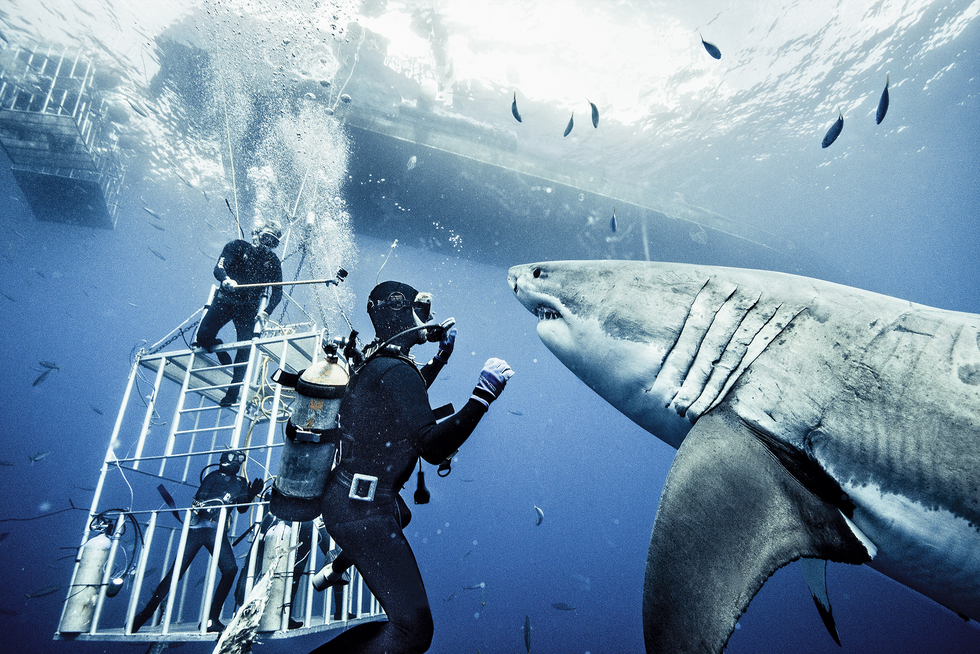 Fotos: Nadando entre tiburones | EL PAÍS Semanal