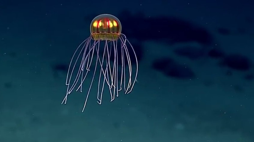 Vídeo: La medusa ‘alienígena’ | Actualidad | EL PAÍS