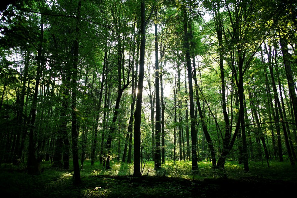 Fotos: Bialowieza, el último bosque virgen de Europa | Internacional ...