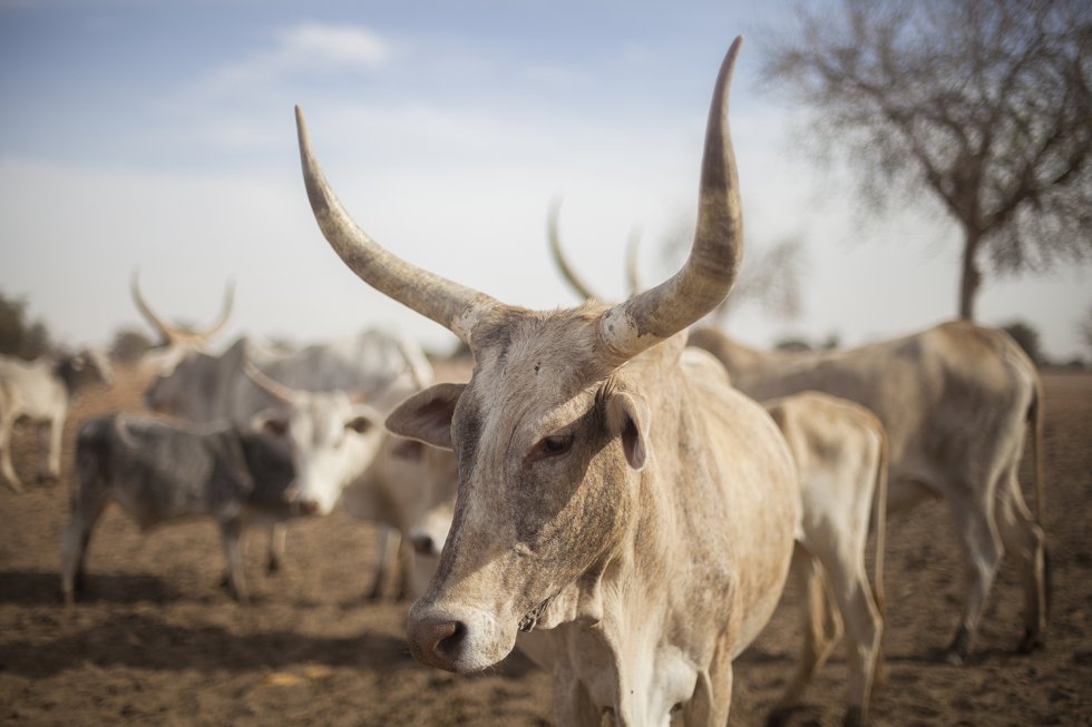 Fotorrelato: Senegal: El Ferlo, un desierto que invoca a la lluvia ...