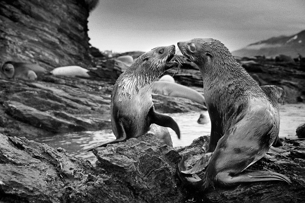 Fotos: El orden animal | EL PAÍS Semanal
