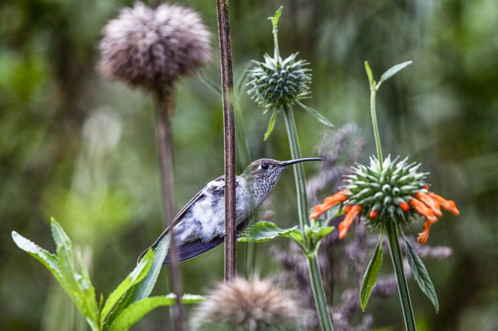 Fotos: Elogio del colibrí | Planeta Futuro | EL PAÍS