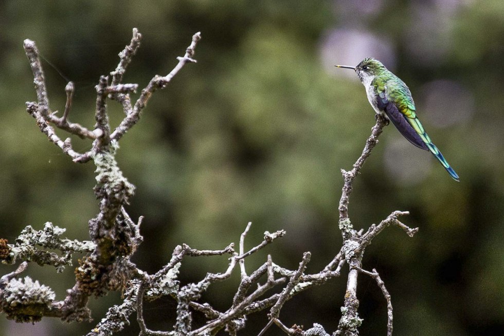Fotos: Elogio del colibrí | Planeta Futuro | EL PAÍS