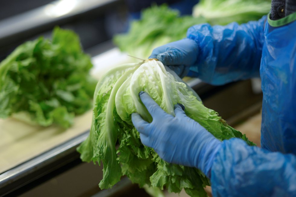 Fotos: Así se cultiva la lechuga en España | Economía | EL PAÍS