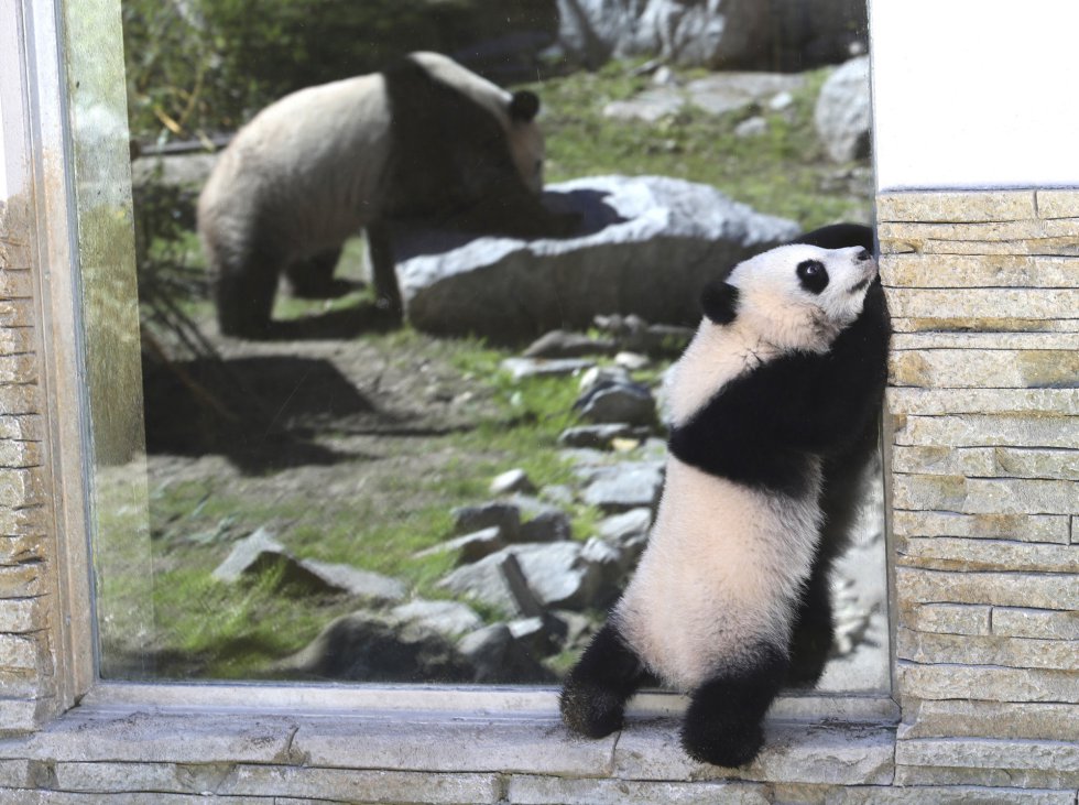 Fotos: La cría de oso panda 'Chulina' sale por primera vez al exterior ...