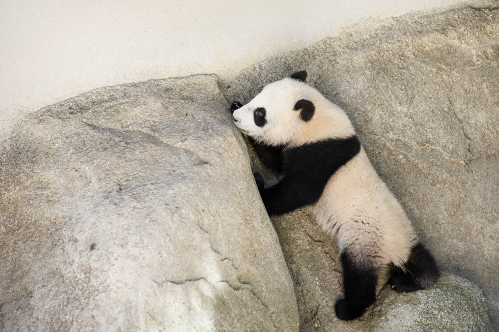 Fotos: La cría de oso panda 'Chulina' sale por primera vez al exterior ...
