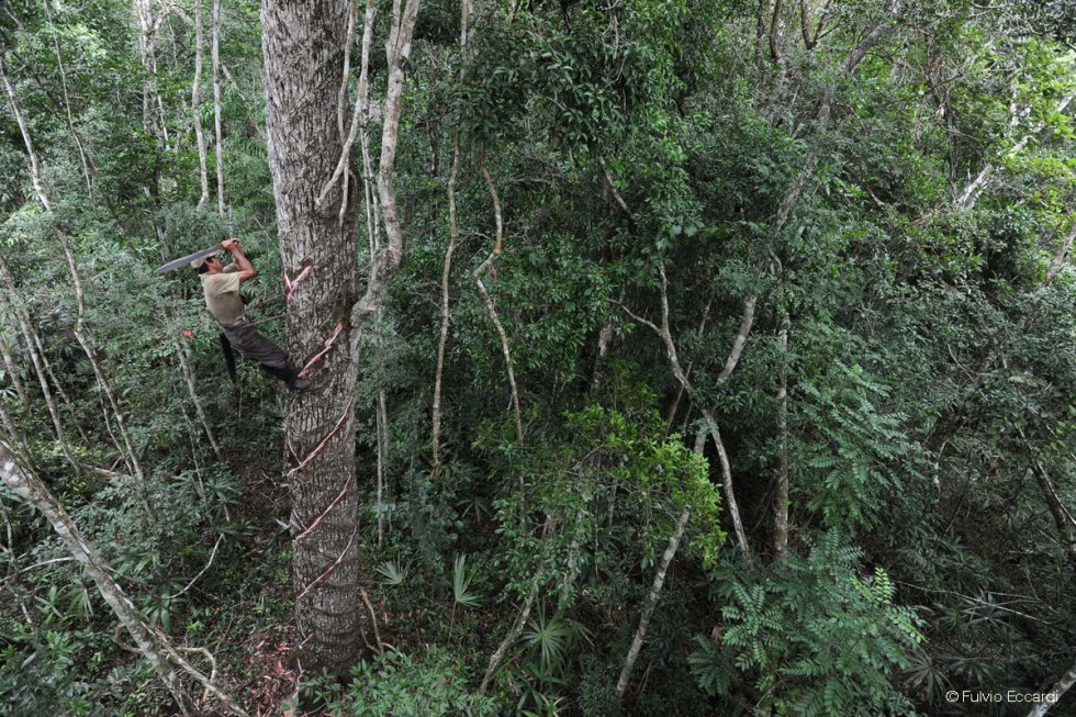 Fotos: Chicleros, guardianes de la selva maya | Planeta Futuro | EL PAÍS