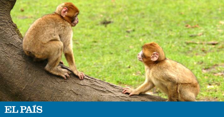 Los monos que pasaron su primer año de vida sin ver ninguna cara ...