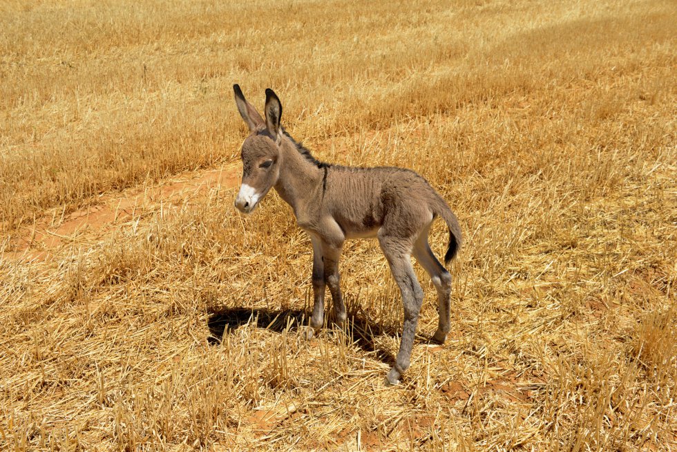Fotos: Borricos: toda la vida trabajando | Cultura | EL PAÍS