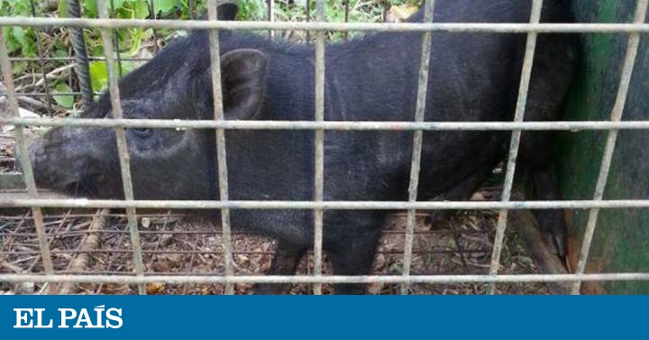 El ‘cerdolí’, cruce de cerdo vietnamita y jabalí, un nuevo problema ...