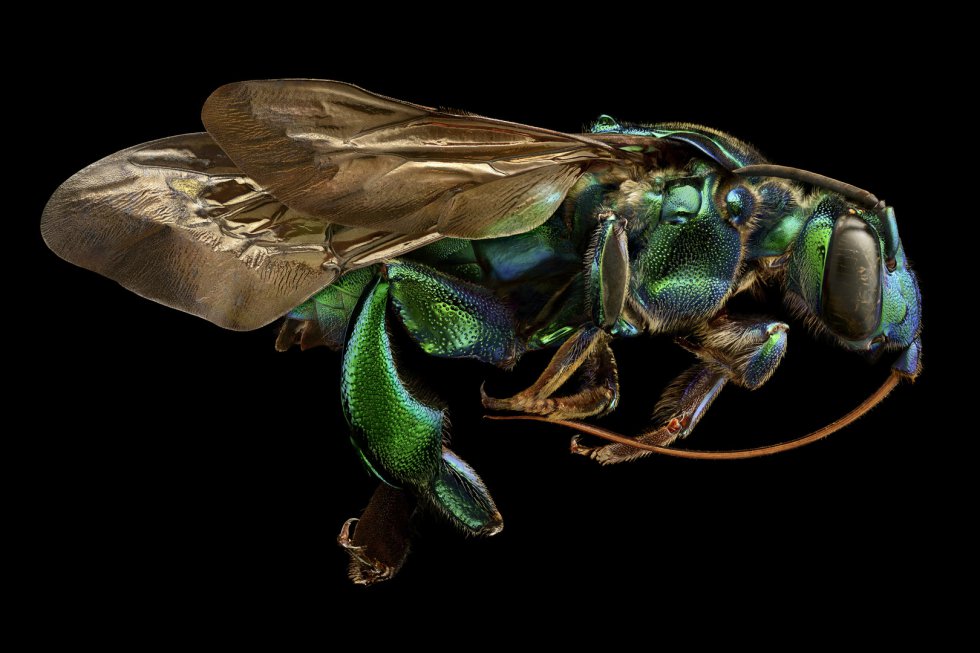 Fotos: Las fotografías ganadoras del 'Nikon Small World ...