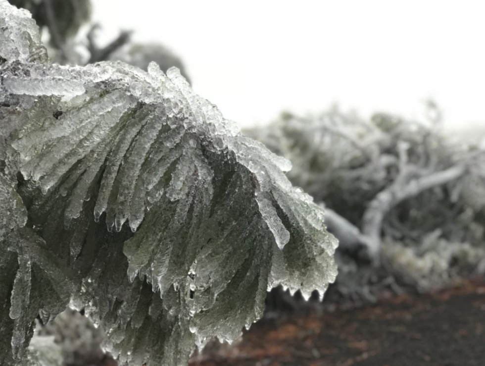 Fotos: Cencellada en el Teide | España | EL PAÍS