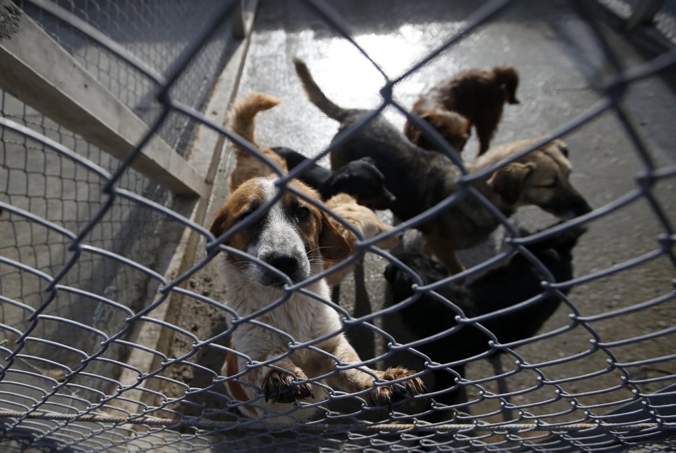 Fotos: Perros, terapeutas en las cárceles | Actualidad | EL PAÍS