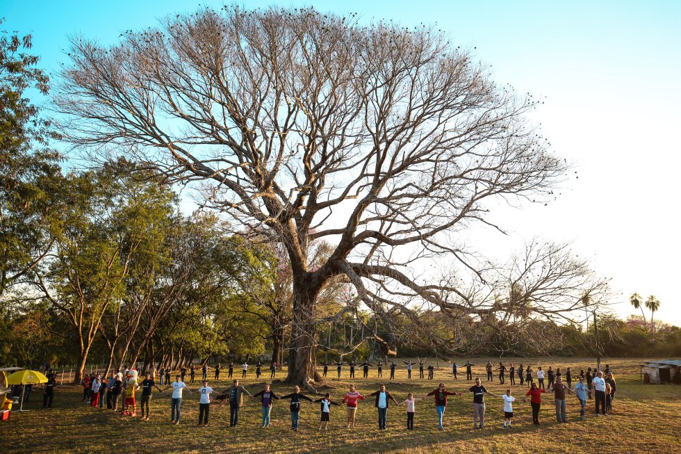 Fotos: Los mayores árboles de Paraguay | Planeta Futuro | EL PAÍS