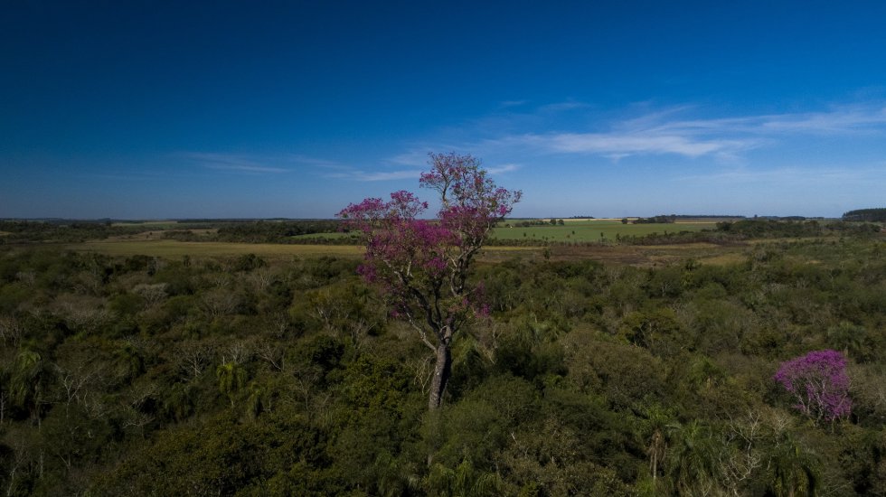 Fotos: Los mayores árboles de Paraguay | Planeta Futuro | EL PAÍS
