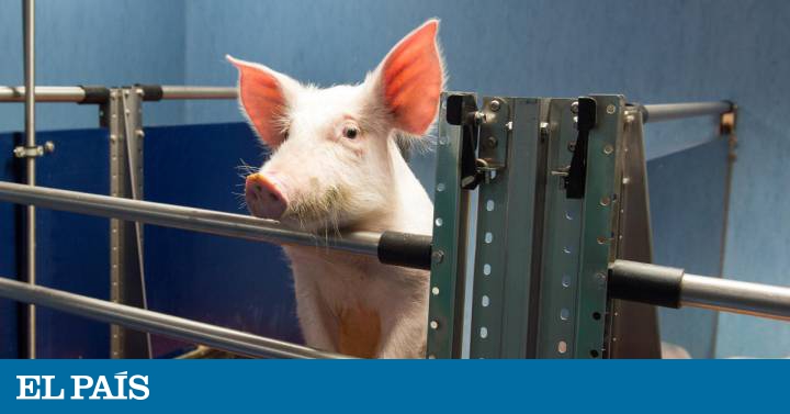 Los laboratorios que experimentan con animales comienzan a abrir sus ...
