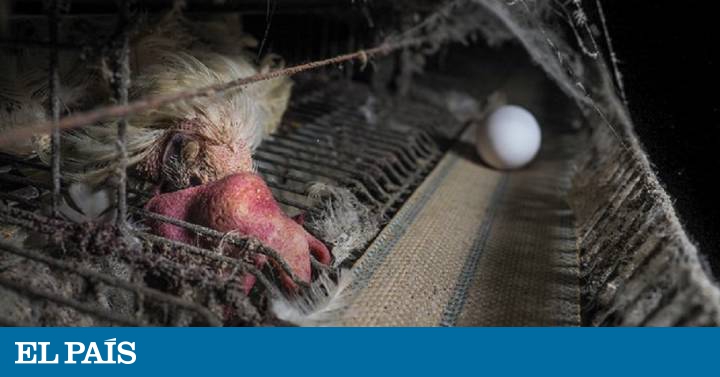 Gallinas ponedoras entre parásitos y restos de animales en ...