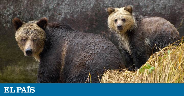 Un oso grizzly mata a un joven de 18 años en Alaska | Blog Mundo animal ...