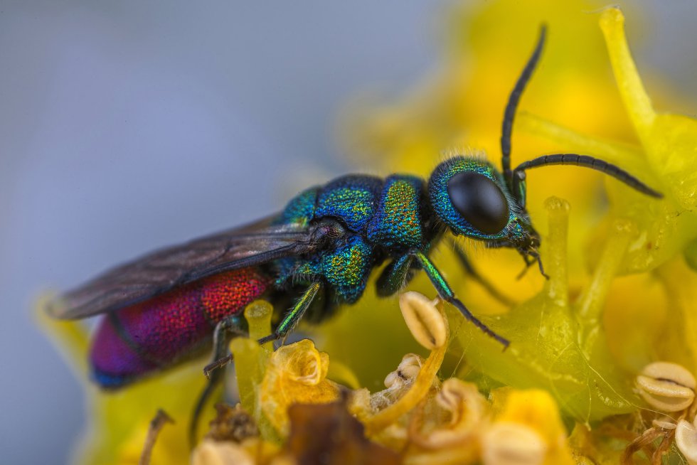 Fotos: Mis adorables insectos | EL PAÍS Semanal