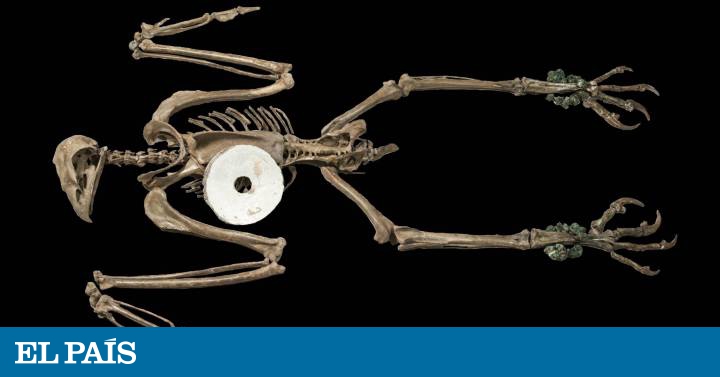 Fotos: Animales de Tenochtitlan | Cultura | EL PAÍS