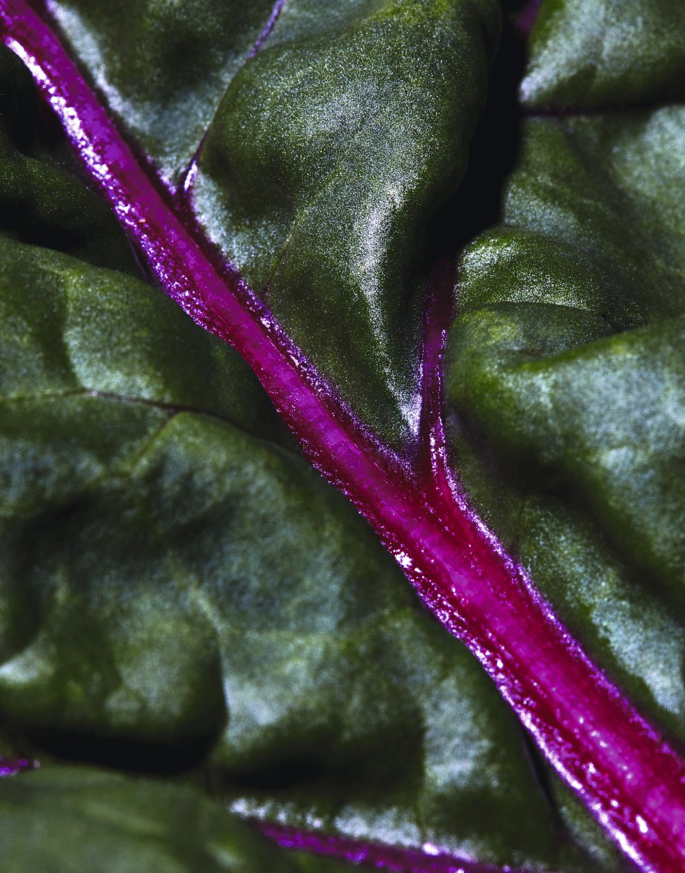 Fotos: La huerta prodigiosa | EL PAÍS Semanal