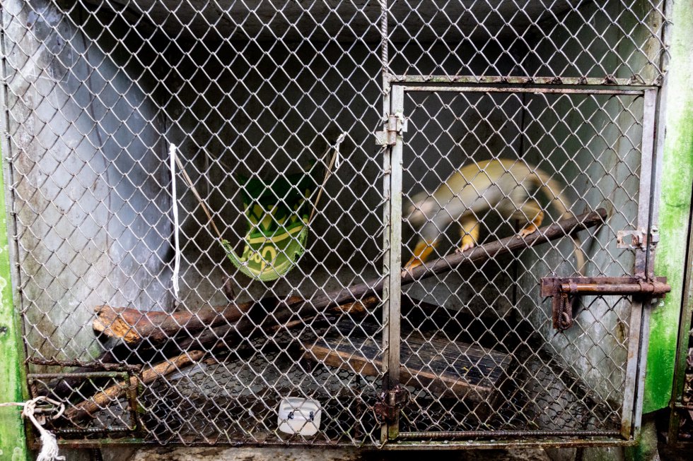 Fotos: 10.000 animales silvestres robados de su hábitat | Planeta ...
