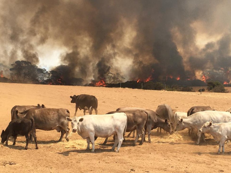 Fotos: Incendios en Australia: 1.000 millones de animales calcinados ...