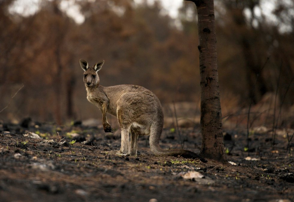 Fotos: Incendios en Australia: 1.000 millones de animales calcinados ...