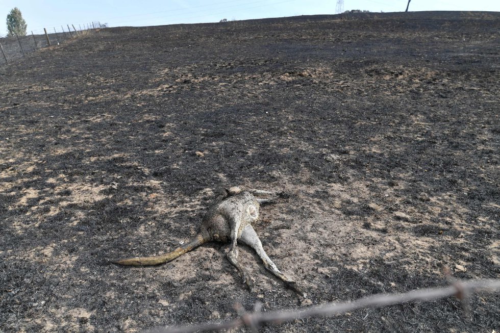 Fotos: Incendios en Australia: 1.000 millones de animales calcinados ...