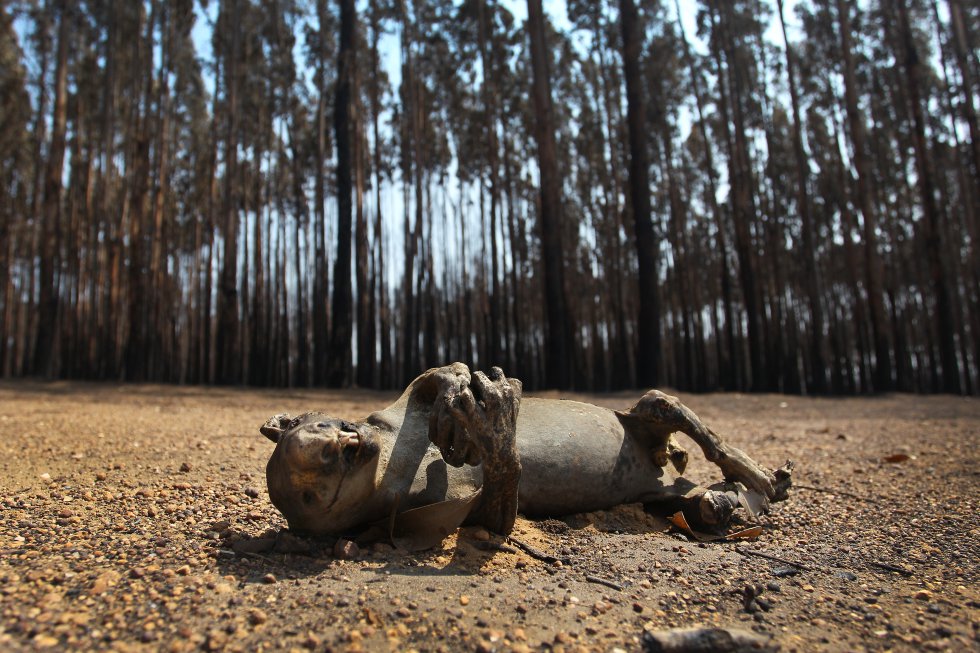 Fotos: Incendios en Australia: 1.000 millones de animales calcinados ...