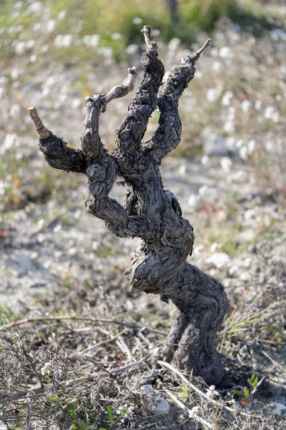 Fotos: Las vides del futuro | EL PAÍS Semanal