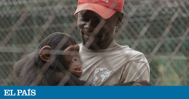 Fotos: Caza furtiva: Un hogar para los simios liberados | Planeta ...