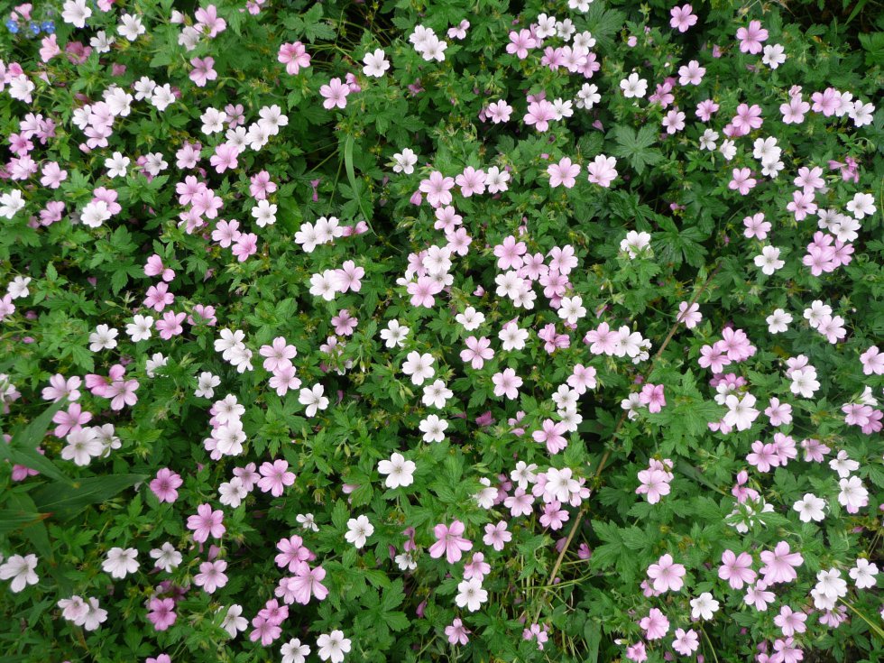 Fotos: Especies extraordinarias de la flora ibérica | Sociedad | EL PAÍS