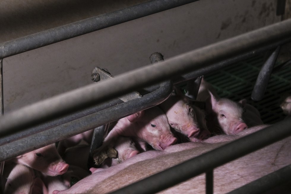 Fotos: Viaje al interior de las macrogranjas en España | Actualidad ...