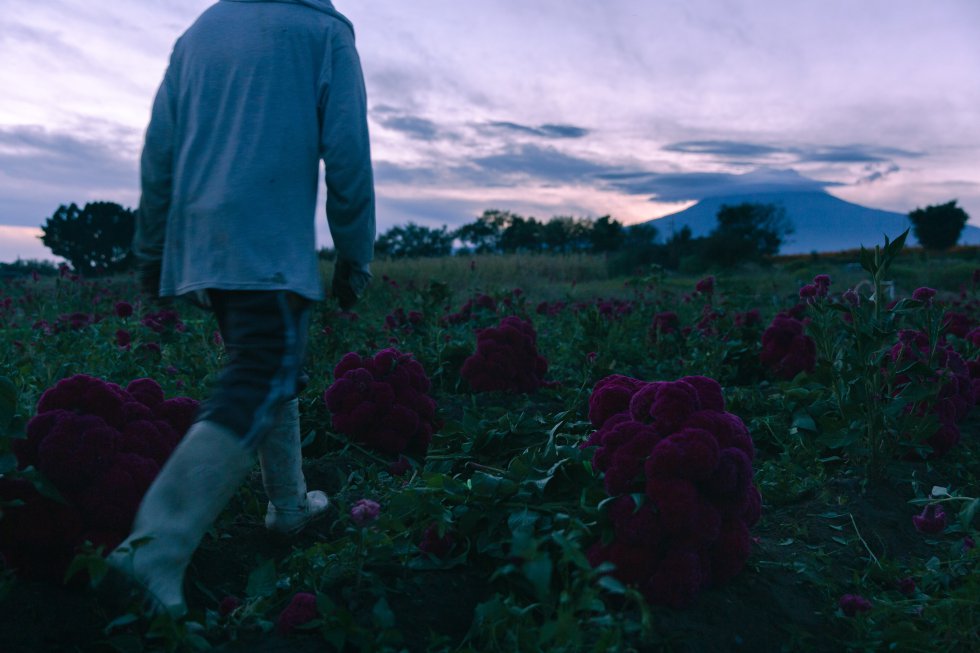 Fotos: Cosecha de flores para el Día de Muertos, en imágenes | Sociedad ...