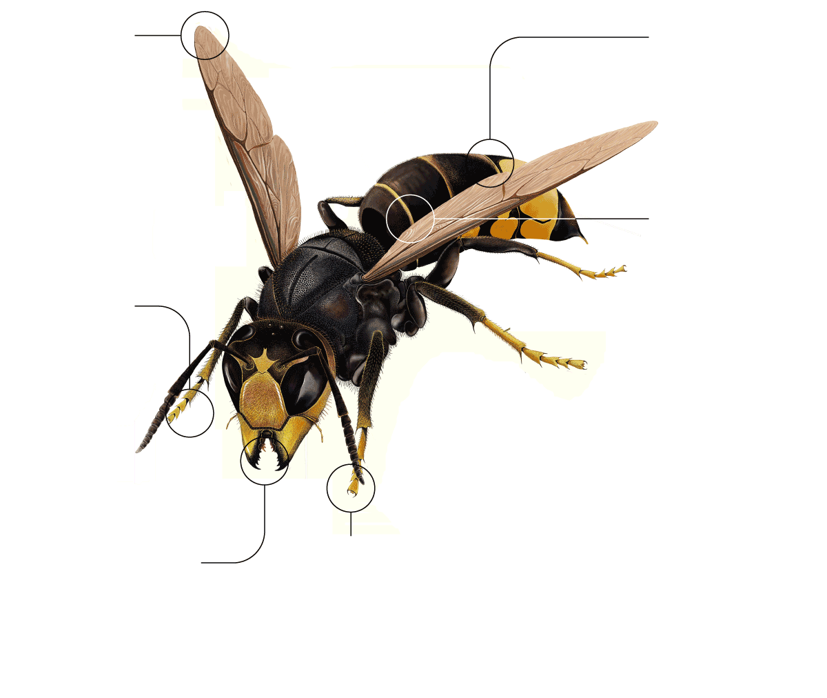 Anatomía De La Avispa Amarilla