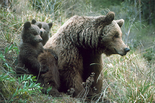 Fotos: EP[S] Nuestros 110 osos | Internacional | EL PAÍS