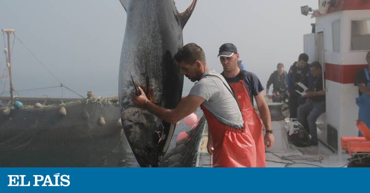 Tres mil años pescando atunes en las aguas de Barbate | Blog Diario de ...