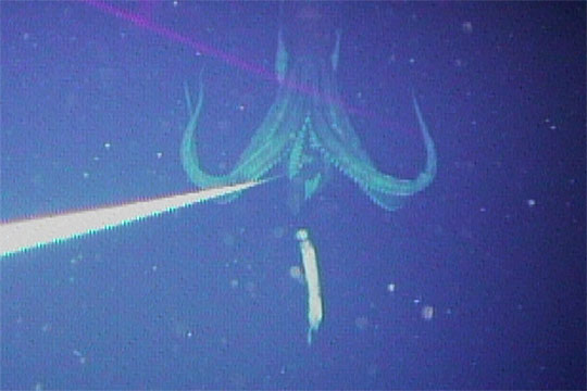 Fotos: Primeras fotos de un calamar gigante vivo | Sociedad | EL PAÍS